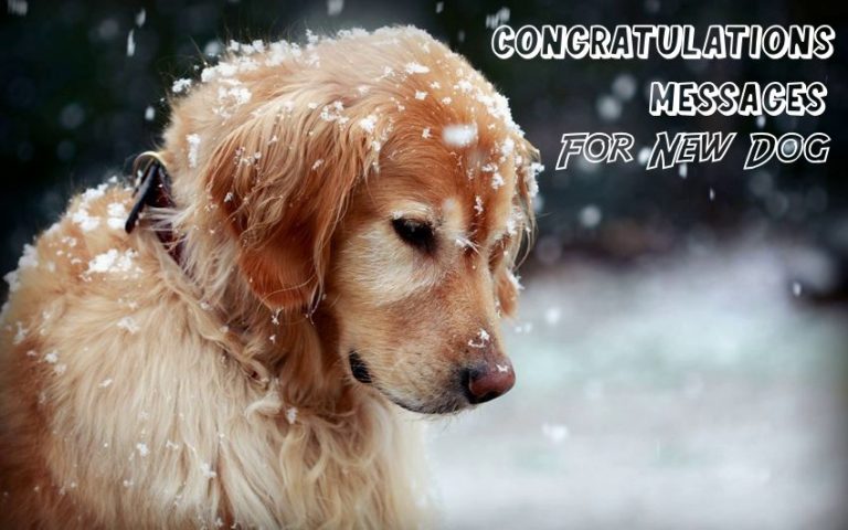 80 Congratulations Messages On Your New Dog - What To Write Greeting ...