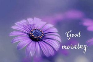 36 Special Good Morning Images With Pictures, And happy good morning ...