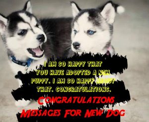 80 Congratulations Messages On Your New Dog - What To Write Greeting ...