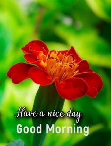 36 Special Good Morning Images With Pictures, And happy good morning ...