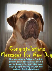 80 Congratulations Messages On Your New Dog - What To Write Greeting ...