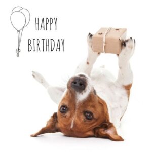 100 Happy Birthday Wishes for Dog to Woof with Beautiful Images ...