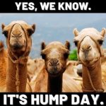 150+ Happy Wednesday Memes of All Time - Dreams Quote