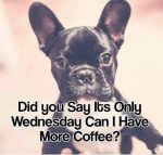 150+ Happy Wednesday Memes of All Time - Dreams Quote