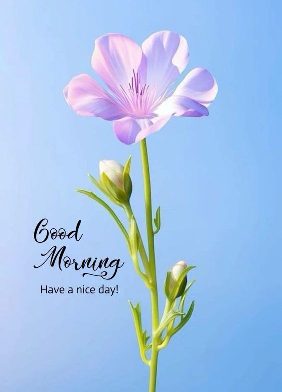 Top 50 Good Morning Quotes And Inspirational Quotes On Life - Dreams Quote