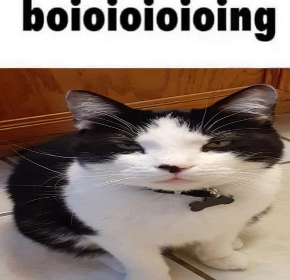 300 Cat Memes and Funny Images - Dreams Quote