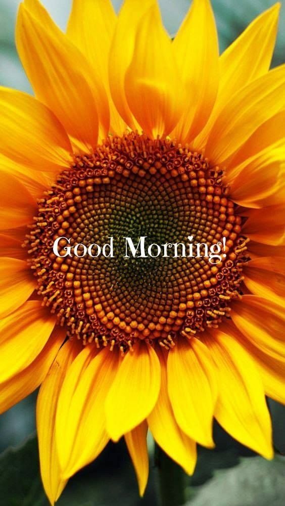100 Happy Tuesday Images And Sayings - Dreams Quote