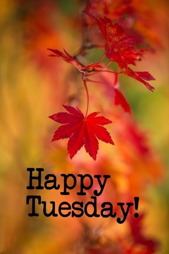 100 Happy Tuesday Images And Sayings - Dreams Quote
