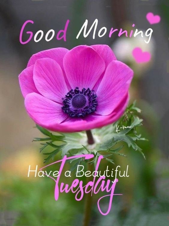 100 Happy Tuesday Images And Sayings - Dreams Quote