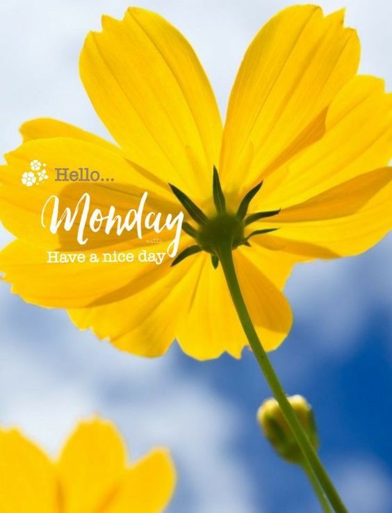 100 Happy Monday Images And Sayings - Dreams Quote