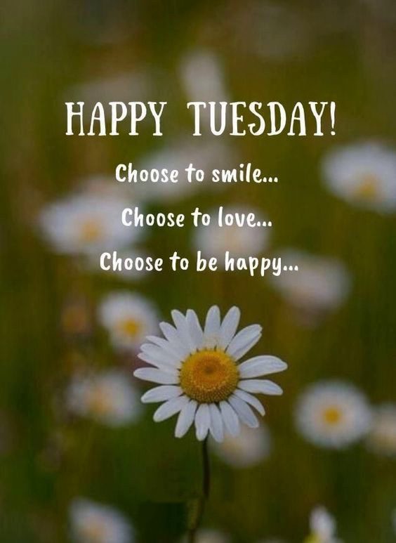 100 Happy Tuesday Images And Sayings - Dreams Quote