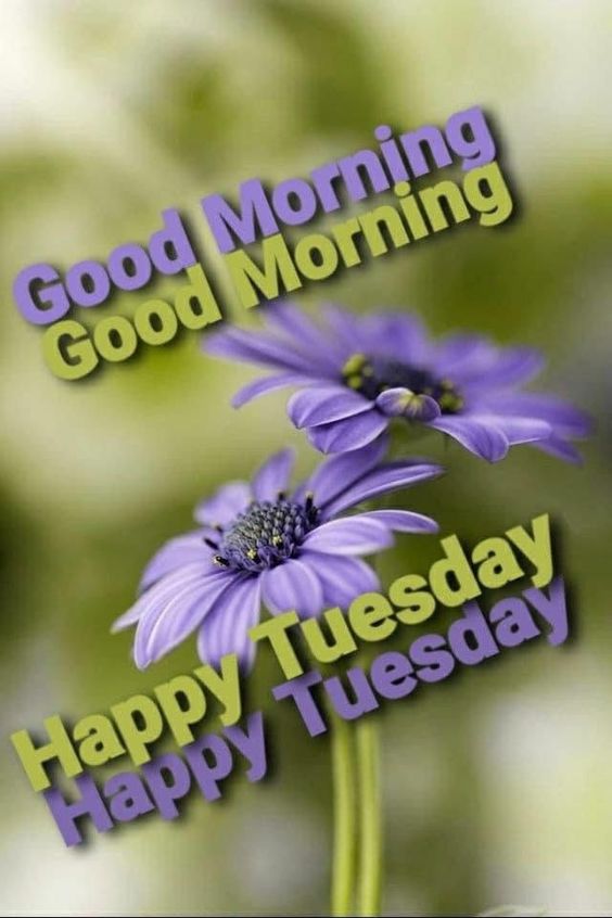 100 Happy Tuesday Images And Sayings - Dreams Quote