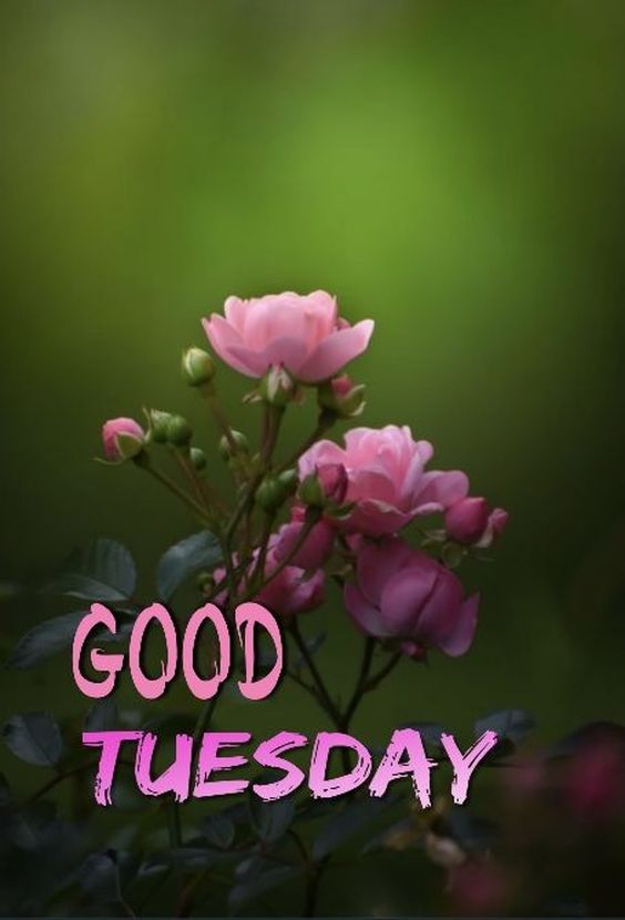 100 Happy Tuesday Images And Sayings - Dreams Quote