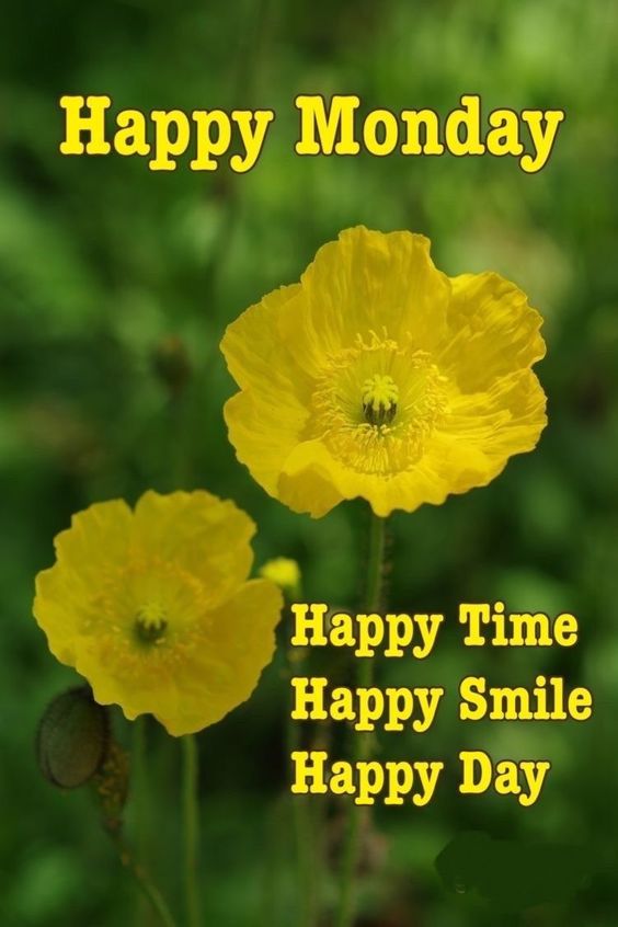 100 Happy Monday Images And Sayings - Dreams Quote