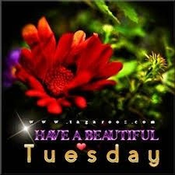 100 Happy Tuesday Images And Sayings - Dreams Quote