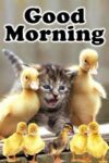 35 Funny Good Morning Meme Captions & Puns to Start the Day Laughing ...